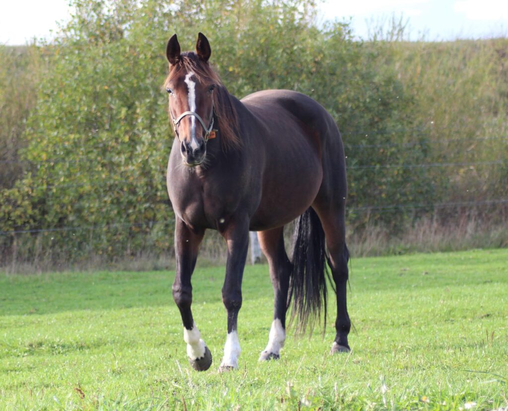 SCANDOLARA (NO) [følhoppe]