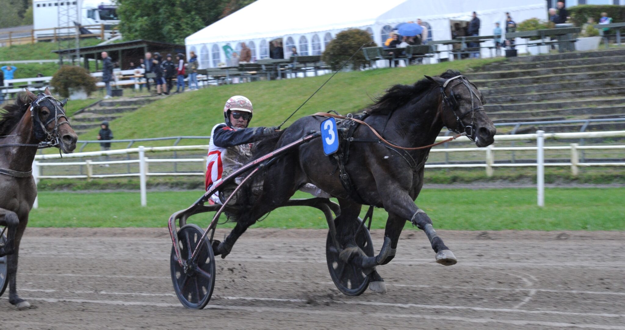 GOLD MATTER [løbshest]