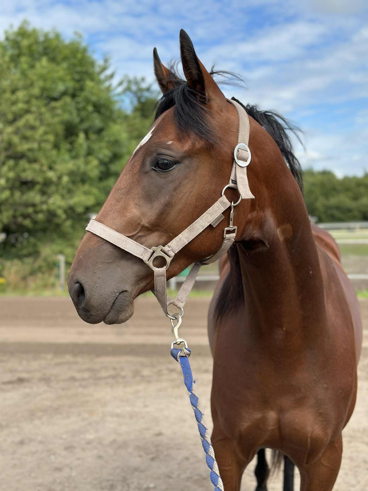 MARK TWAIN [2-åring – vallak – 2023]