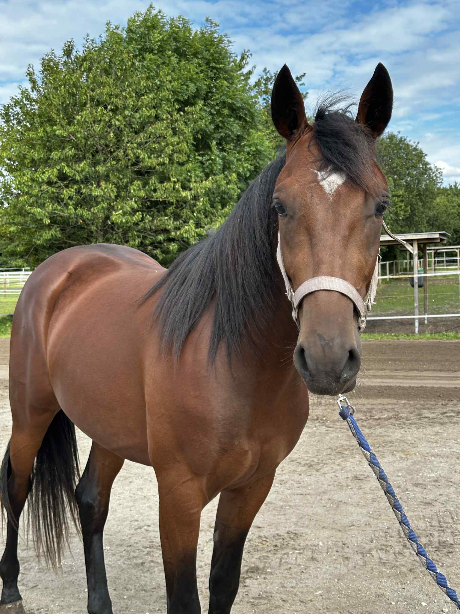 MARK TWAIN [2-åring – vallak – 2023]