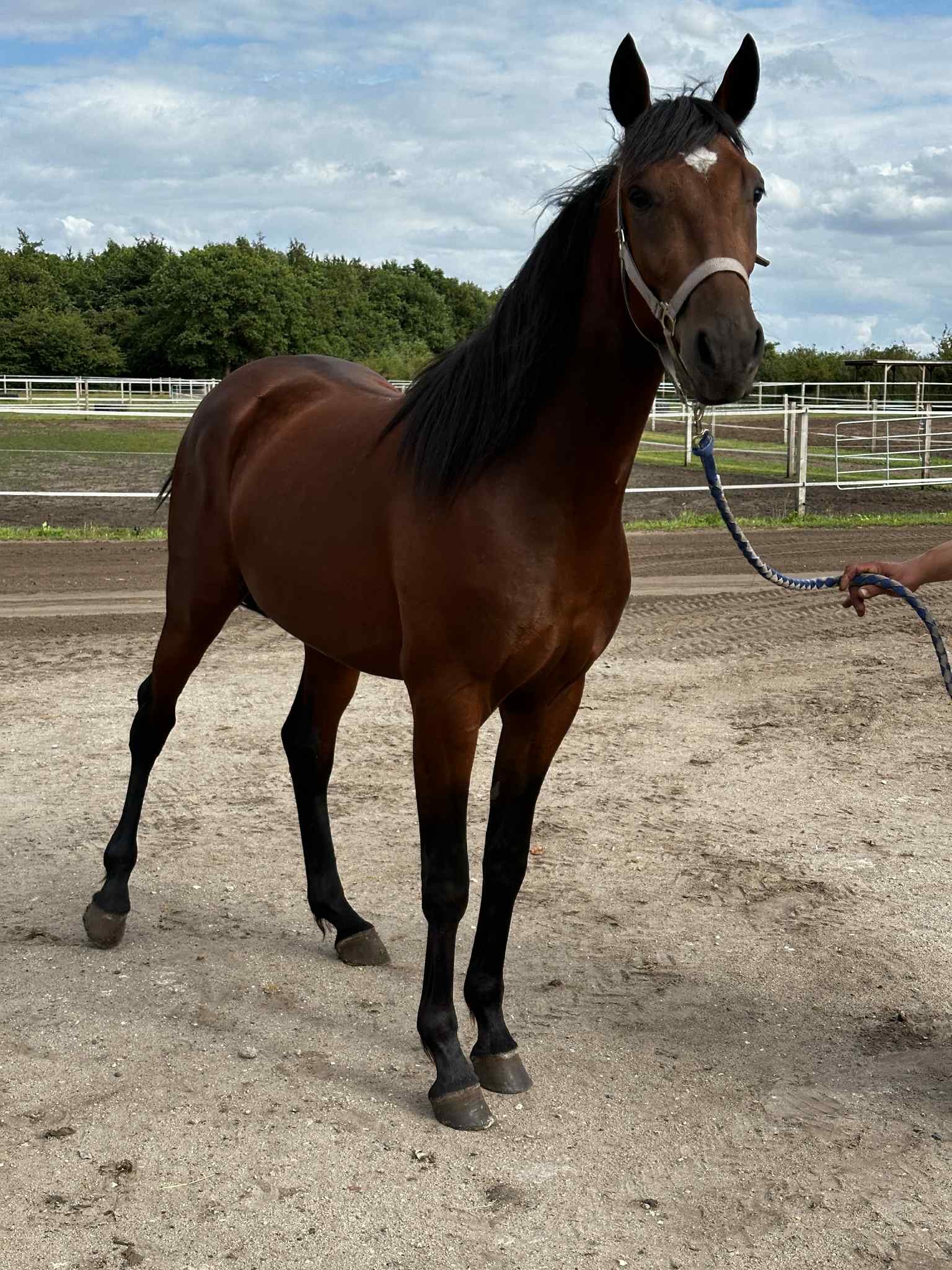 MARK TWAIN [2-åring – vallak – 2023]